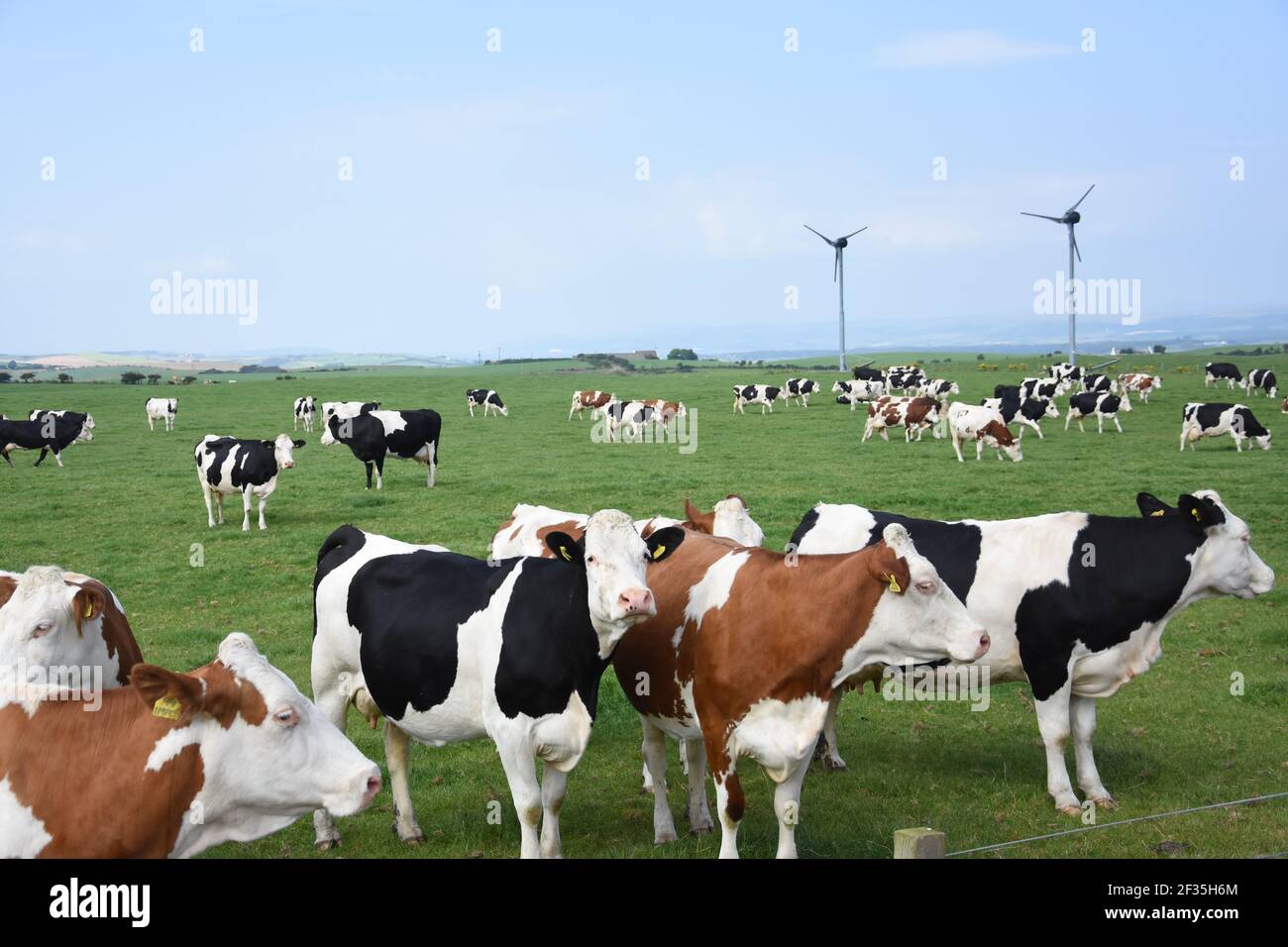 Dairy farming south west scotland hi-res stock photography and images ...