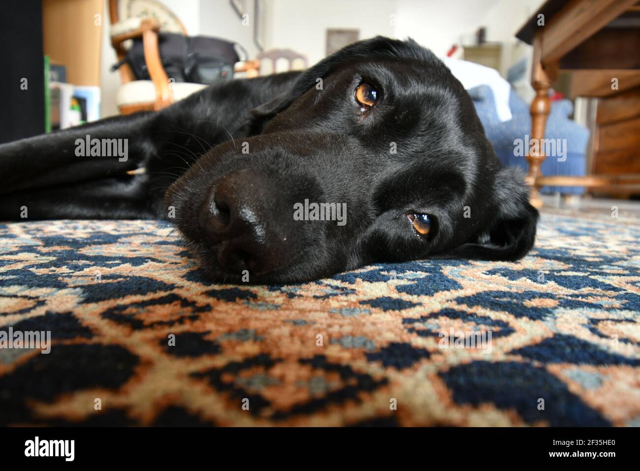 Labrador retriever dog head black lying quietly on a persant carpet ...