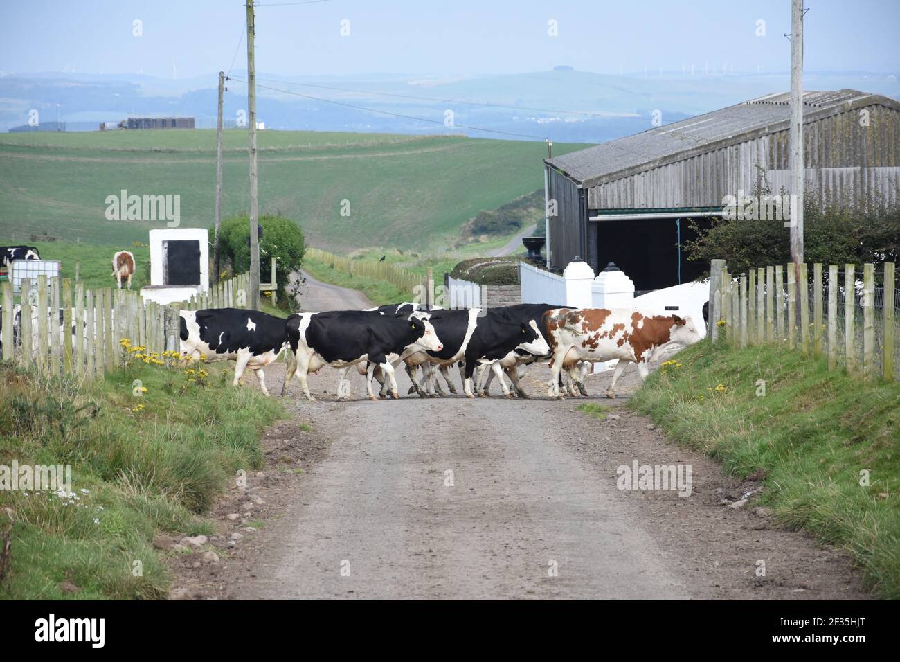 Milking cows scotland hi-res stock photography and images - Alamy