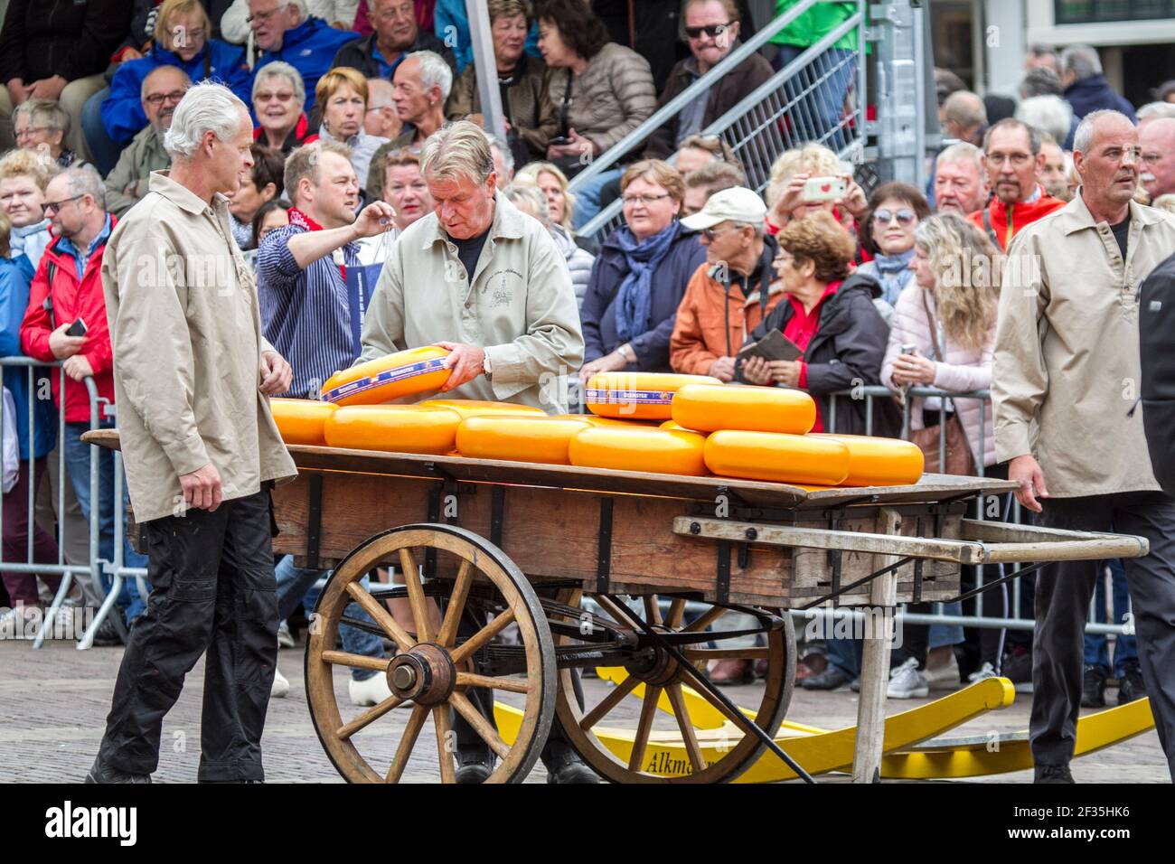 Cheese Inspector Testing A Cheese Wheel, Alkmaar, Netherlands Stock ...