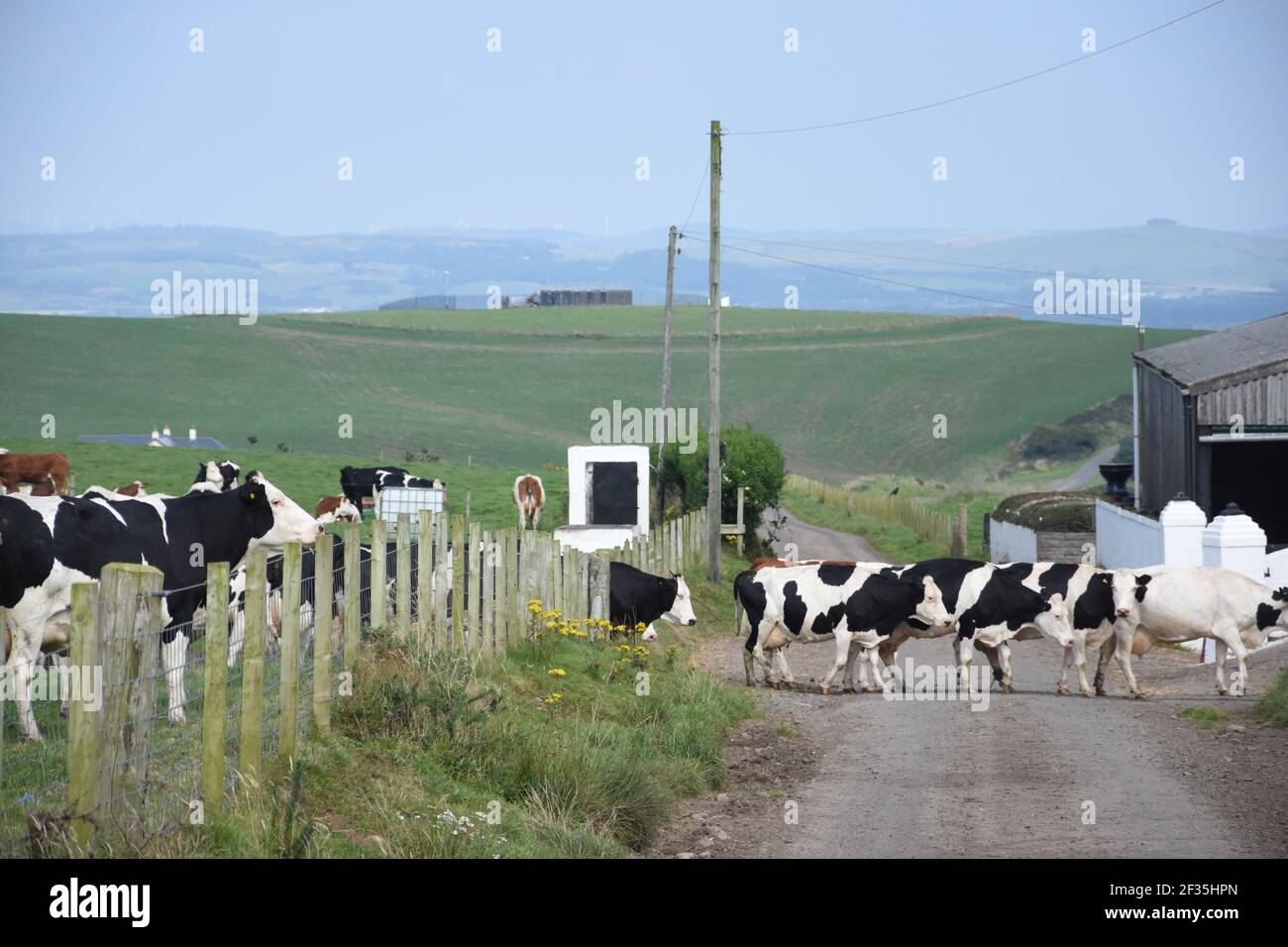 Dairy farming south west scotland hi-res stock photography and images ...