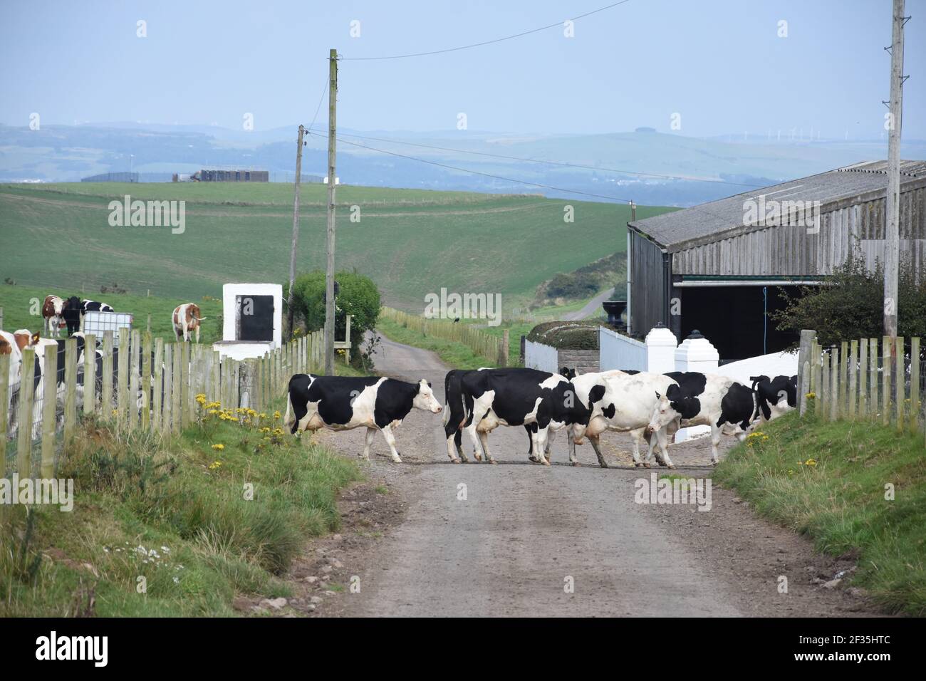 Dairy farming south west scotland hi-res stock photography and images ...