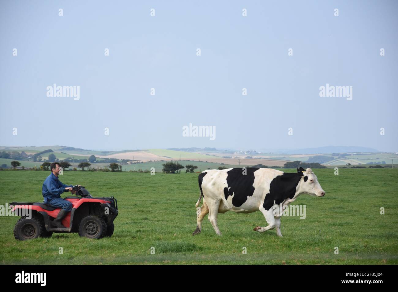 Scotland sheep cow hi-res stock photography and images - Alamy