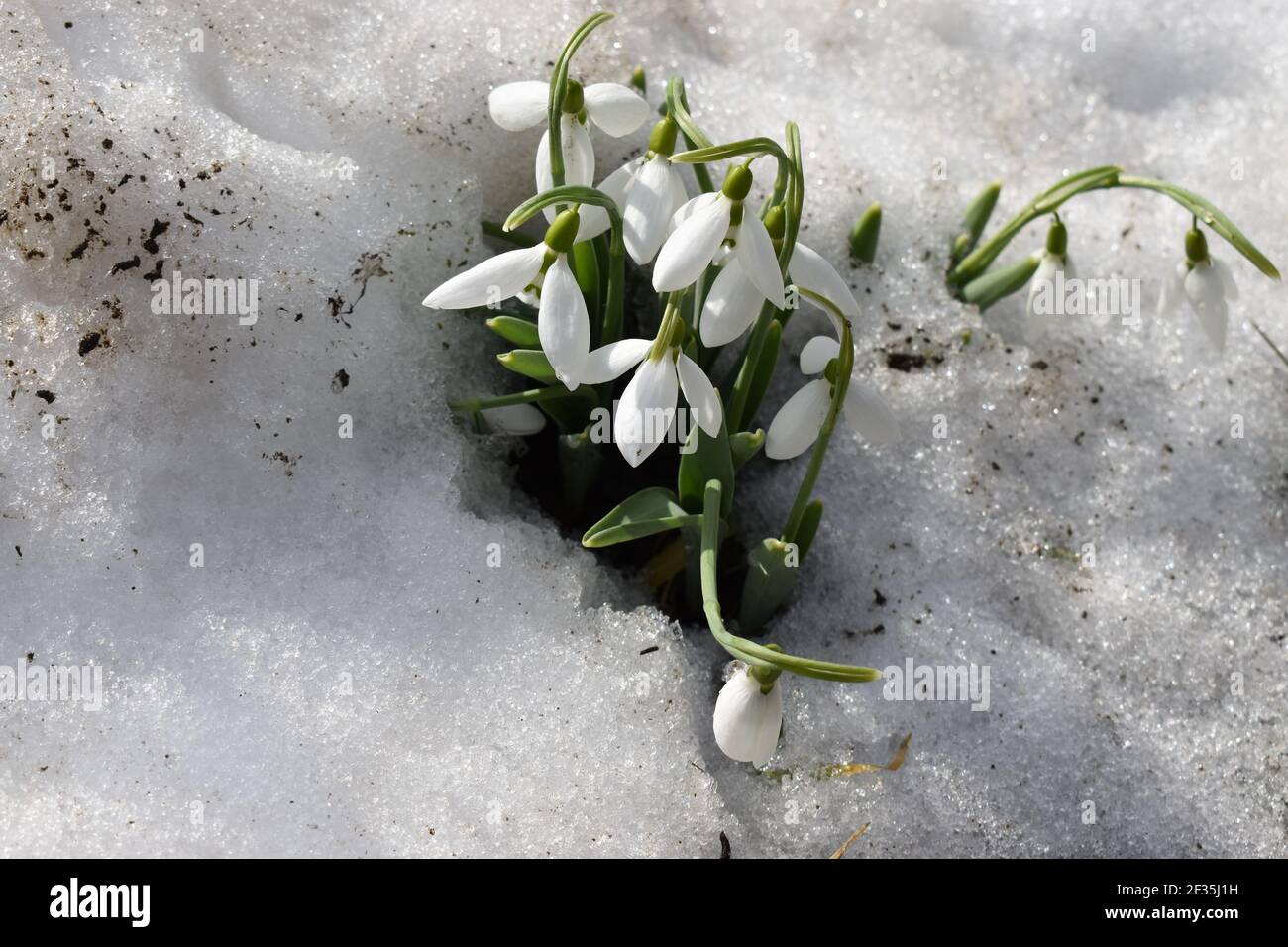 Snowdrops bloom in winter with snow Stock Photo - Alamy