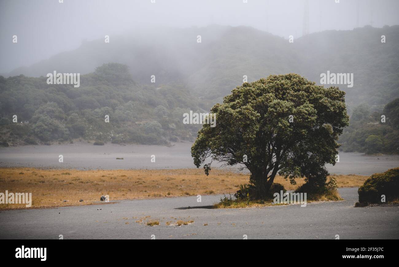 An isolated tree by Irazu volcano in Costa Rica Stock Photo - Alamy