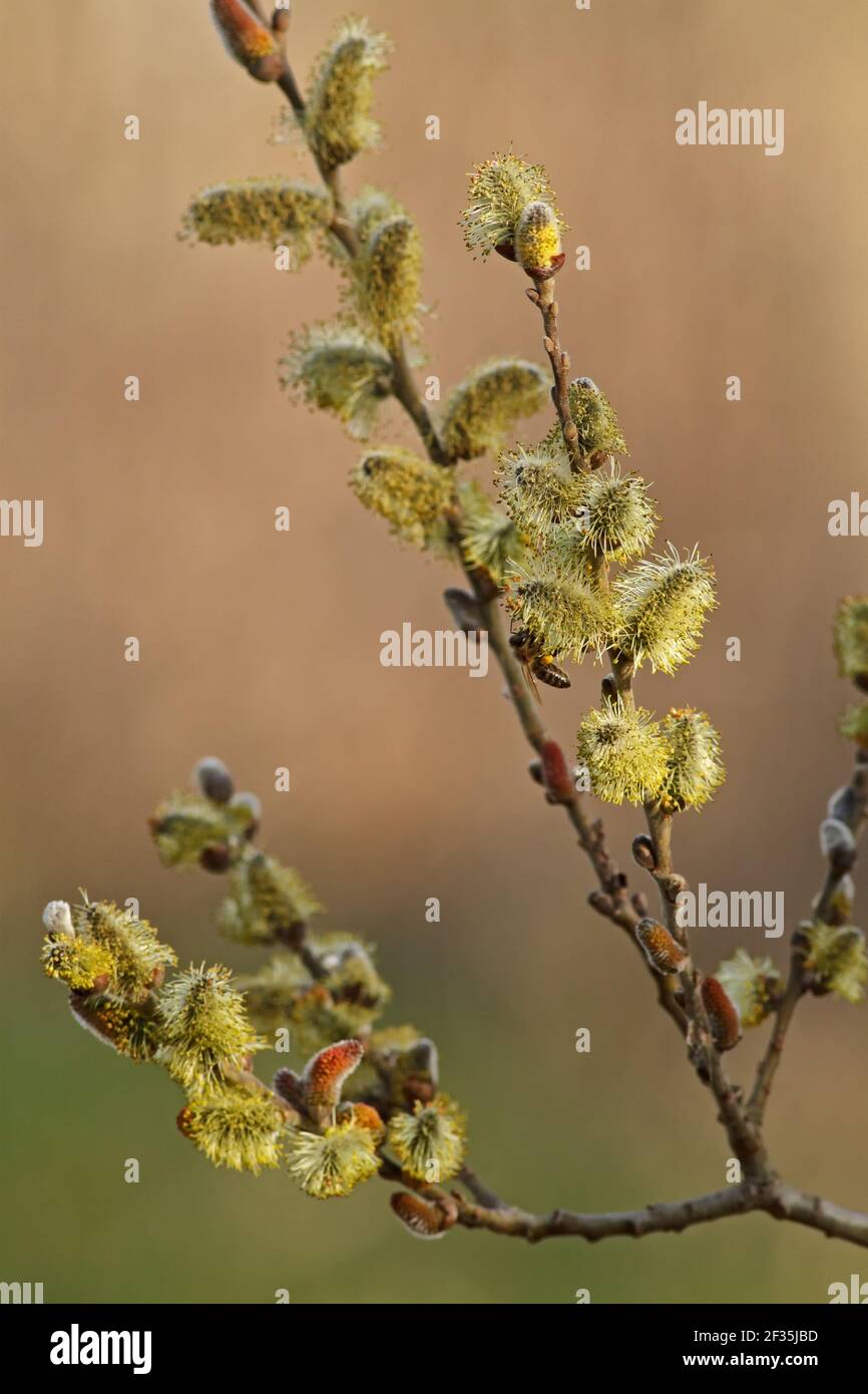 Beautiful fluffy sprig of willow blossomed in early spring. Flowering ...
