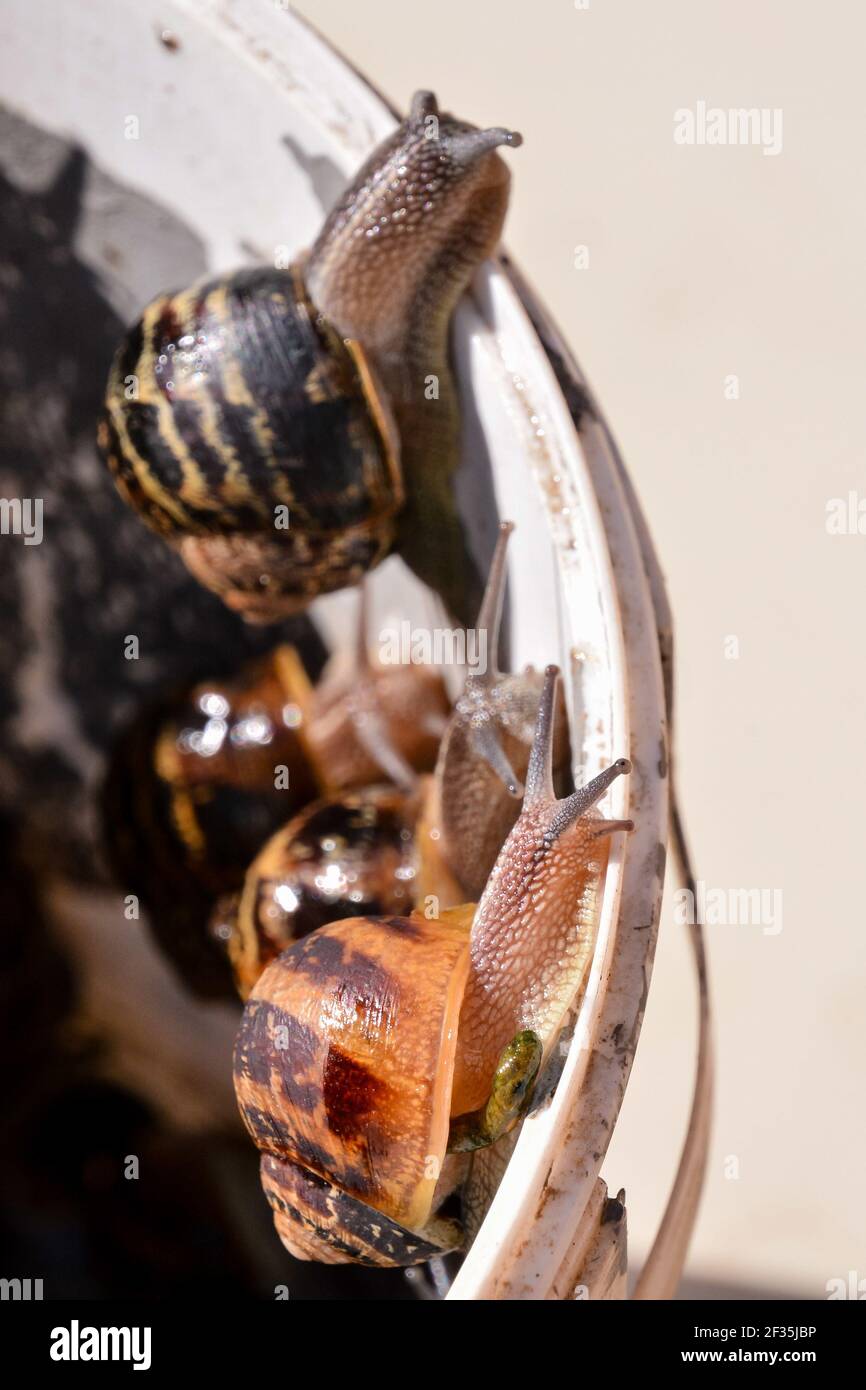 A vertical shot of Achatina snails in a pot Stock Photo - Alamy