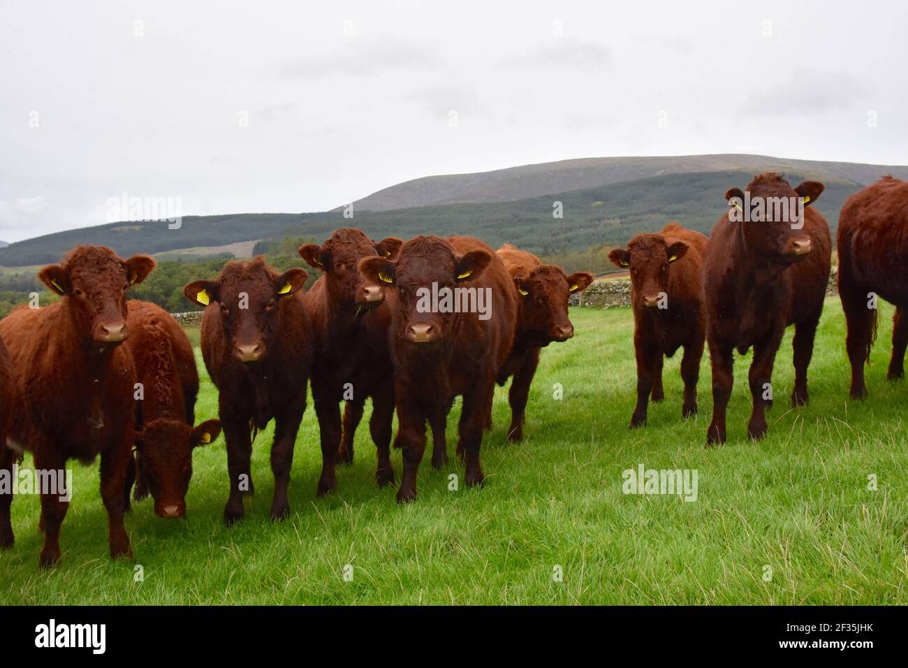 Stewart macpherson hi-res stock photography and images - Alamy