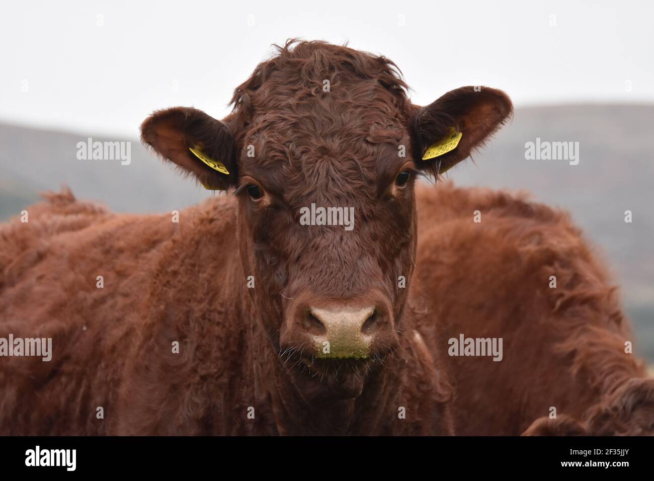 Stewart macpherson hi-res stock photography and images - Alamy