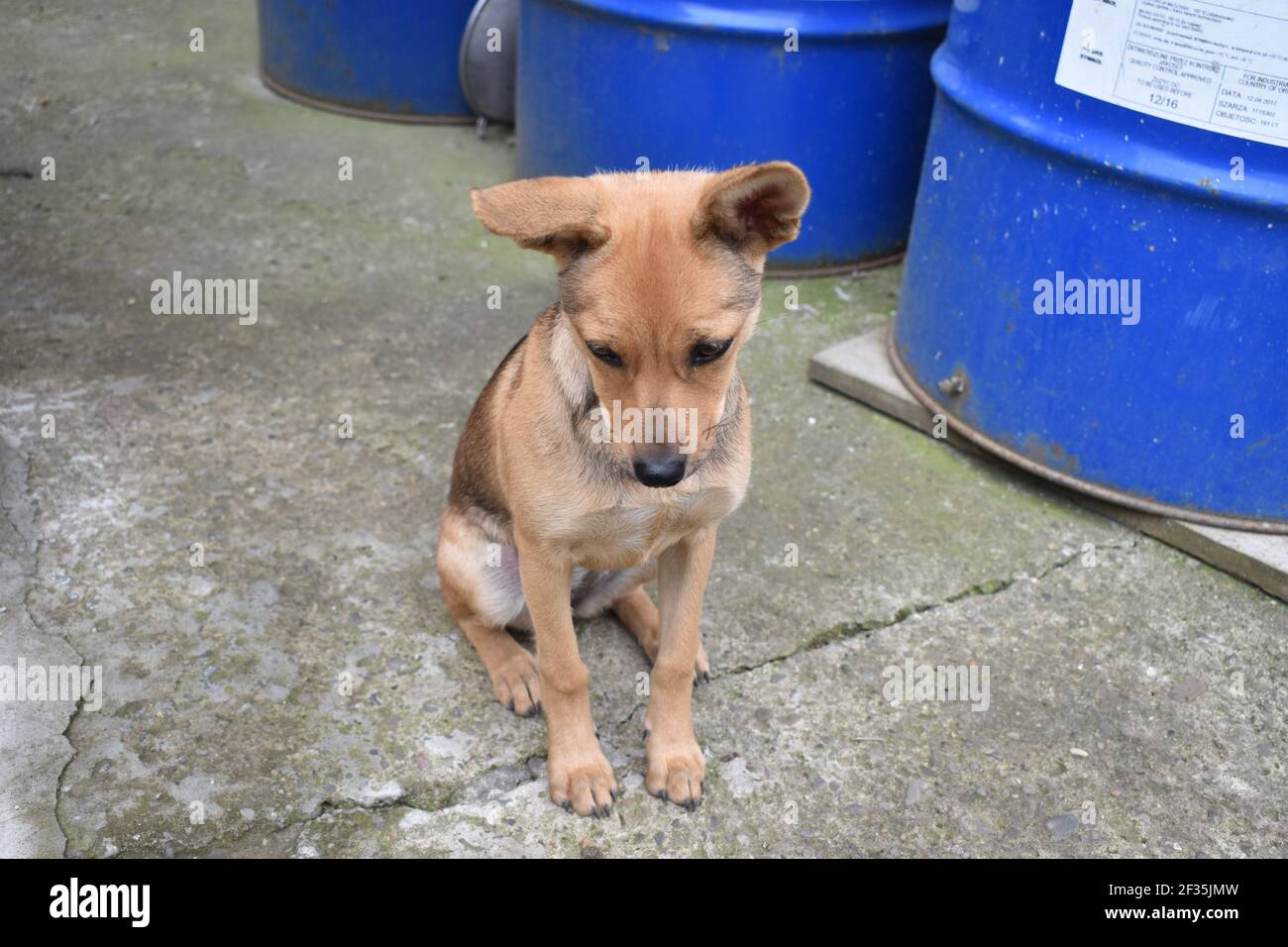 Straying animals hi-res stock photography and images - Alamy