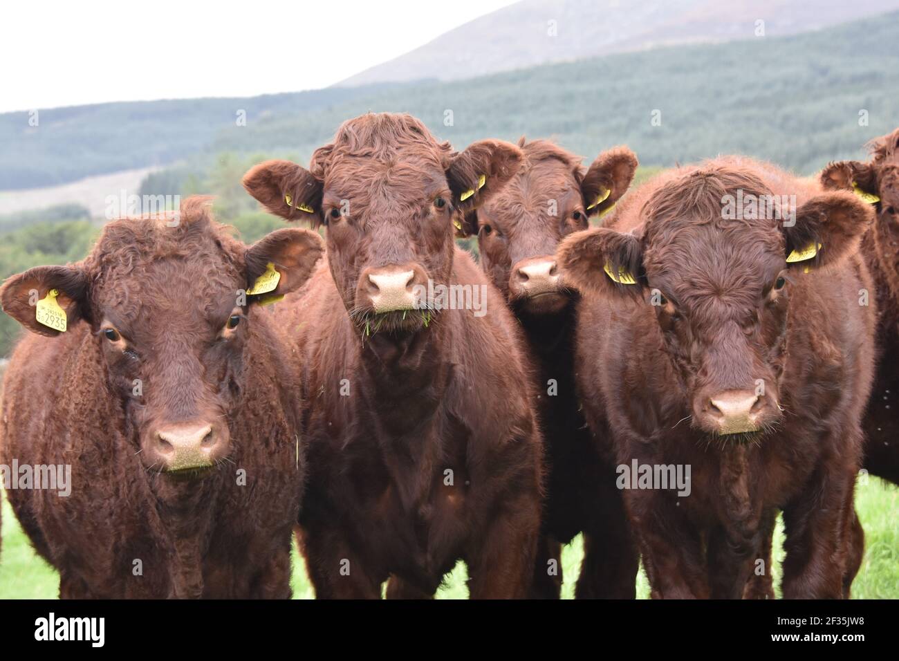 Saler cows at Cuil Farm, Newton Stewart, Dumfries & Galloway, Scotland ...