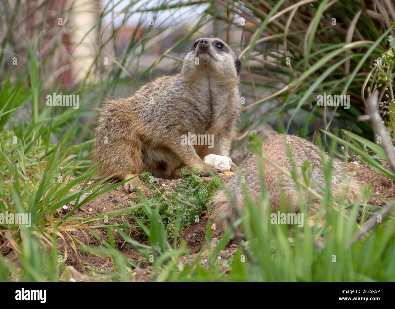 Profile one single meerkat alert hi-res stock photography and images ...
