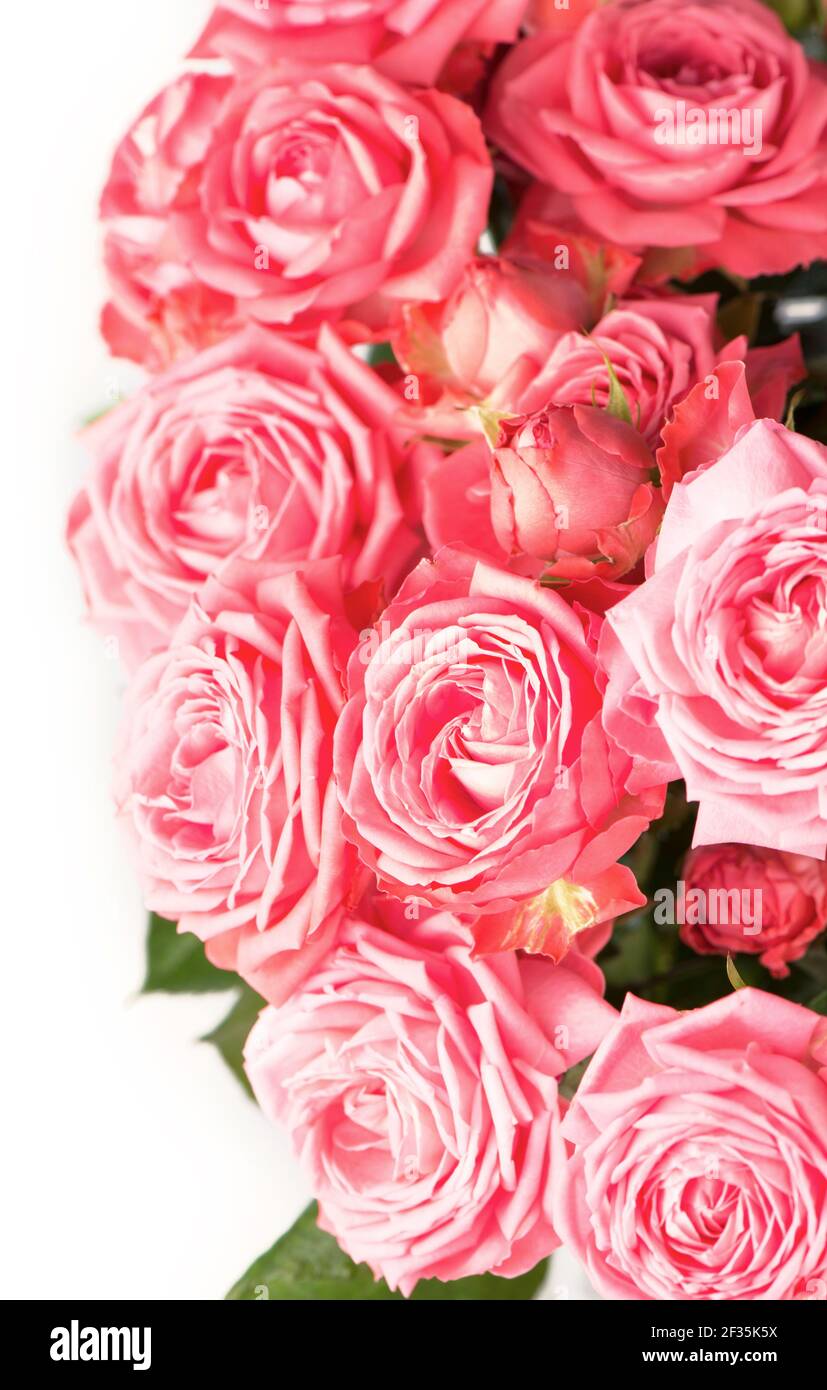 the light pink rose flower bouquet background Stock Photo - Alamy