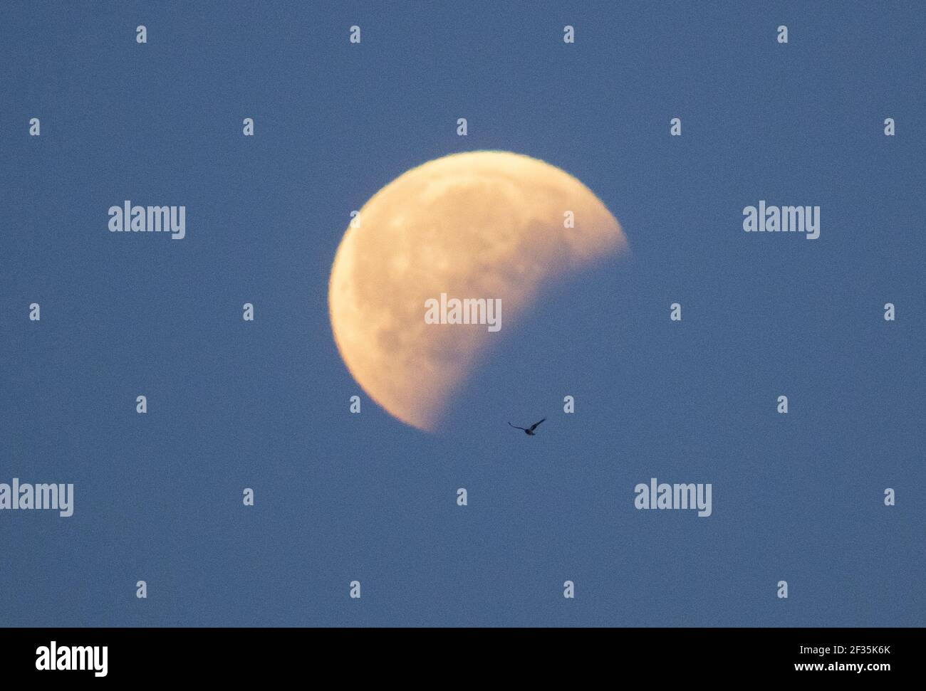 A beautiful scenery of lunar eclipse Stock Photo - Alamy
