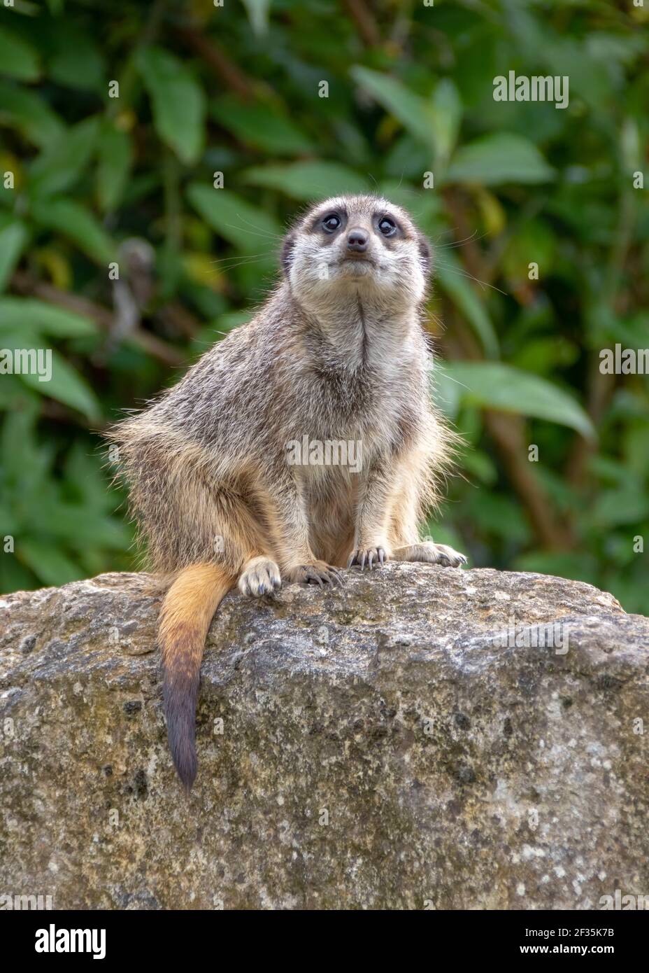 Profile one single meerkat alert hi-res stock photography and images ...