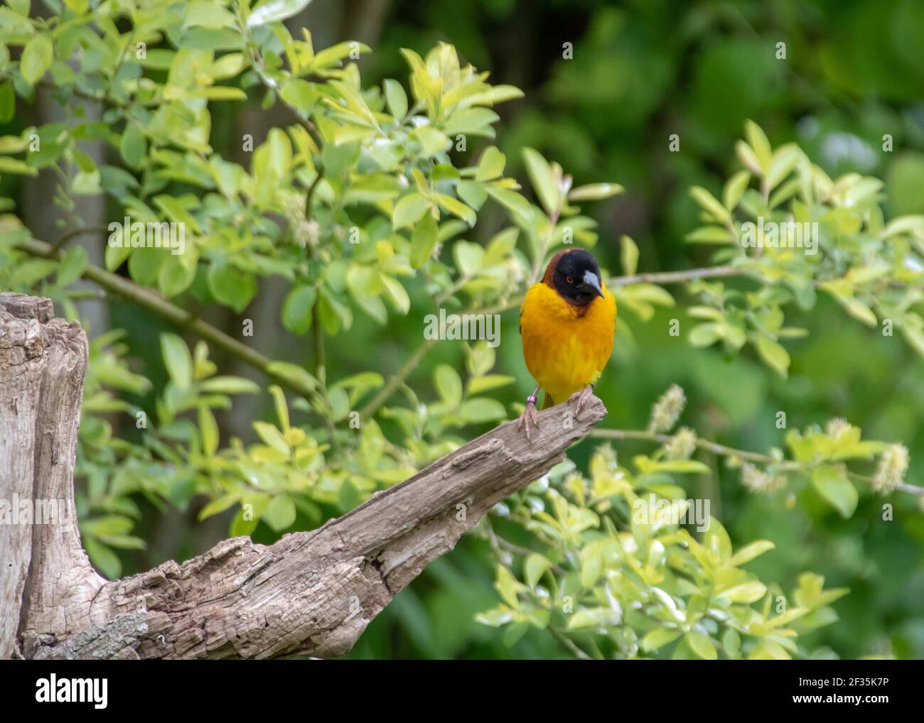 the village weaver bird also known as the spotted backed weaver or ...