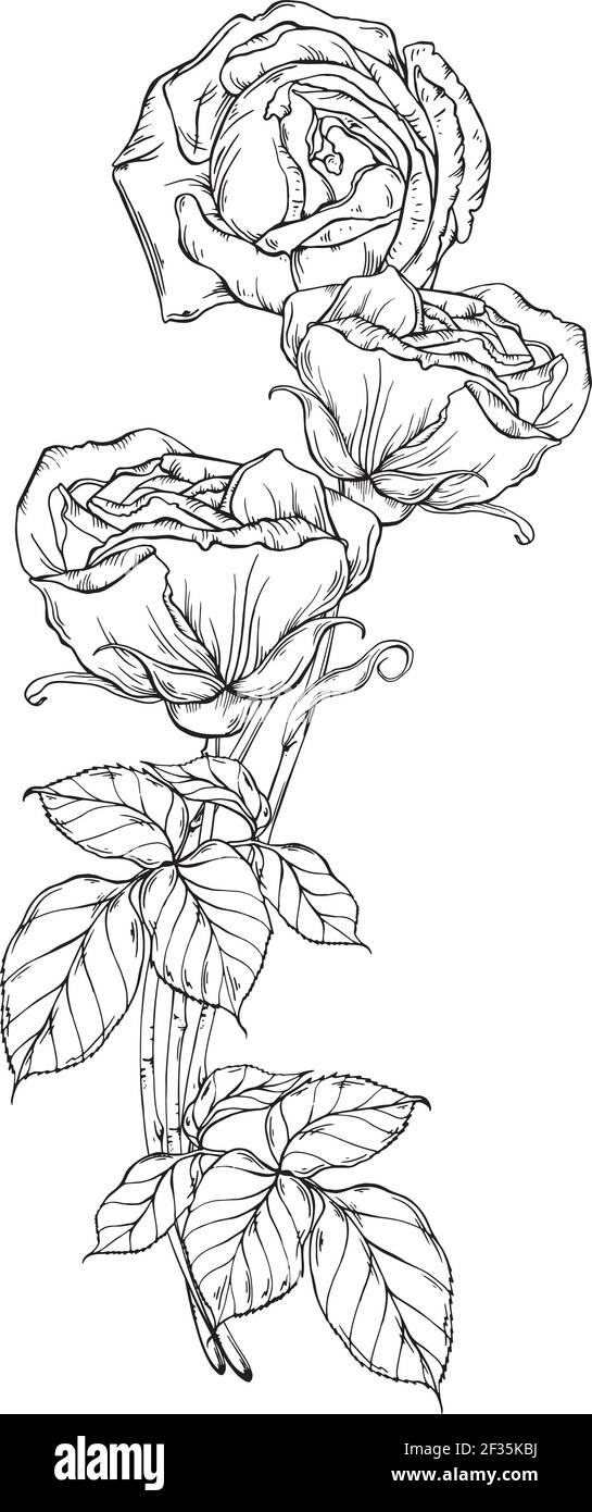 Bouquet of black and white roses. Graphic drawing. Rose flower Stock ...