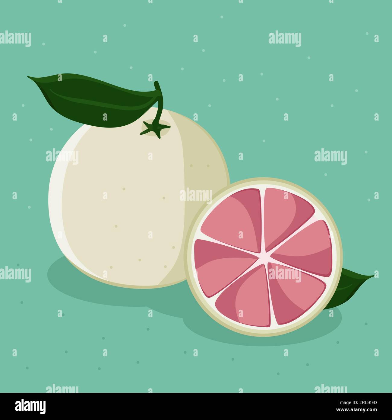 Pink grapefruit - vector illustration Stock Vector Image & Art - Alamy