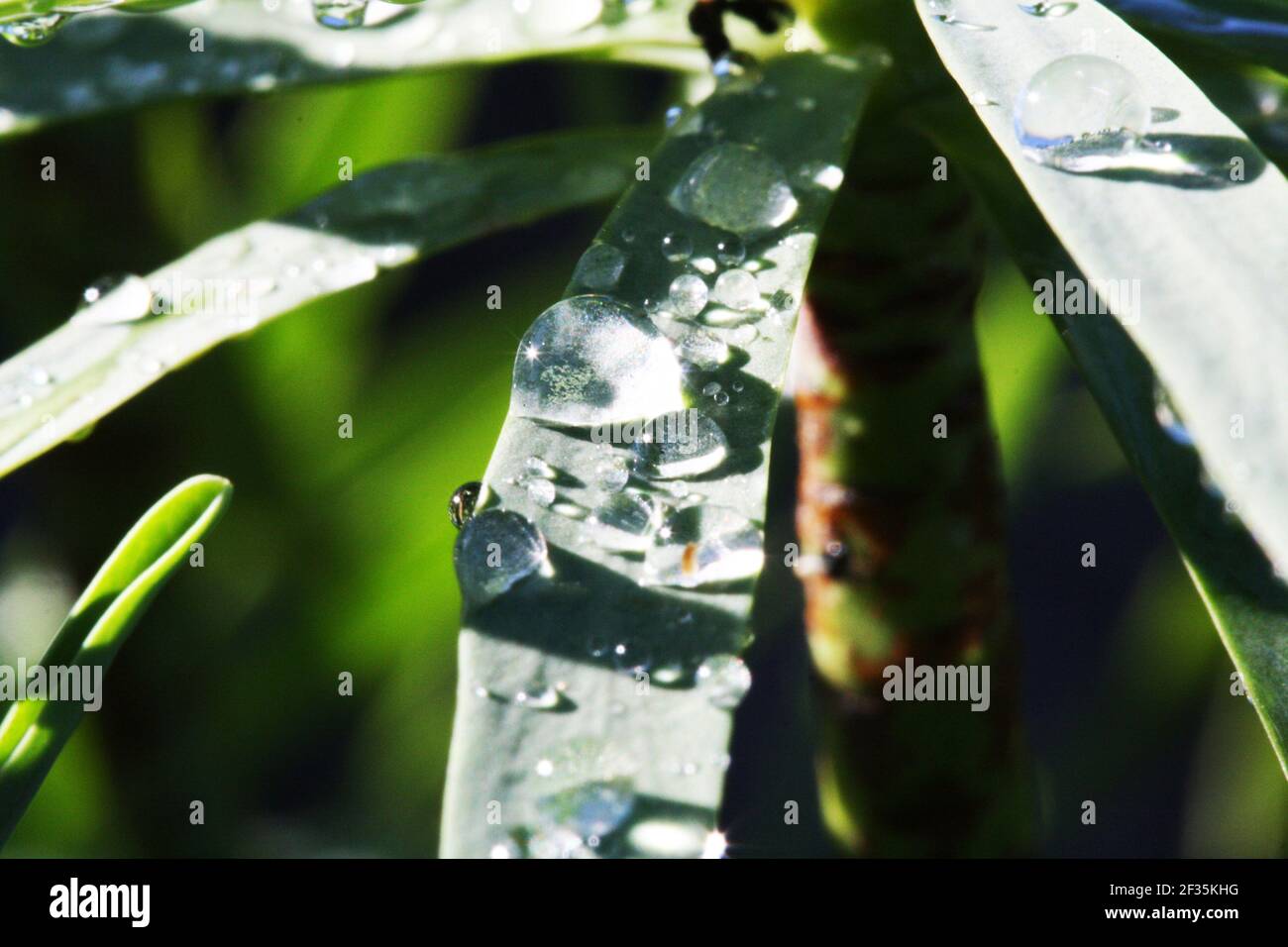 Wassertropfen gras hi-res stock photography and images - Alamy
