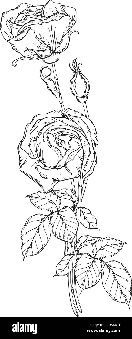 Bouquet of black and white roses. Graphic drawing. Rose flower Stock ...