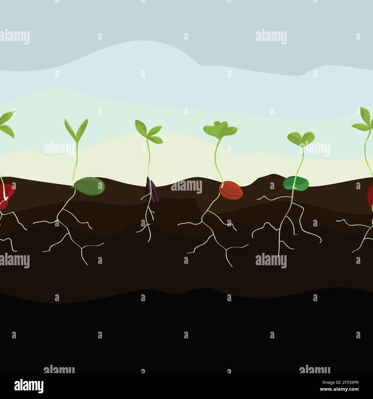 Growing seeds - vector illustration Stock Vector Image & Art - Alamy
