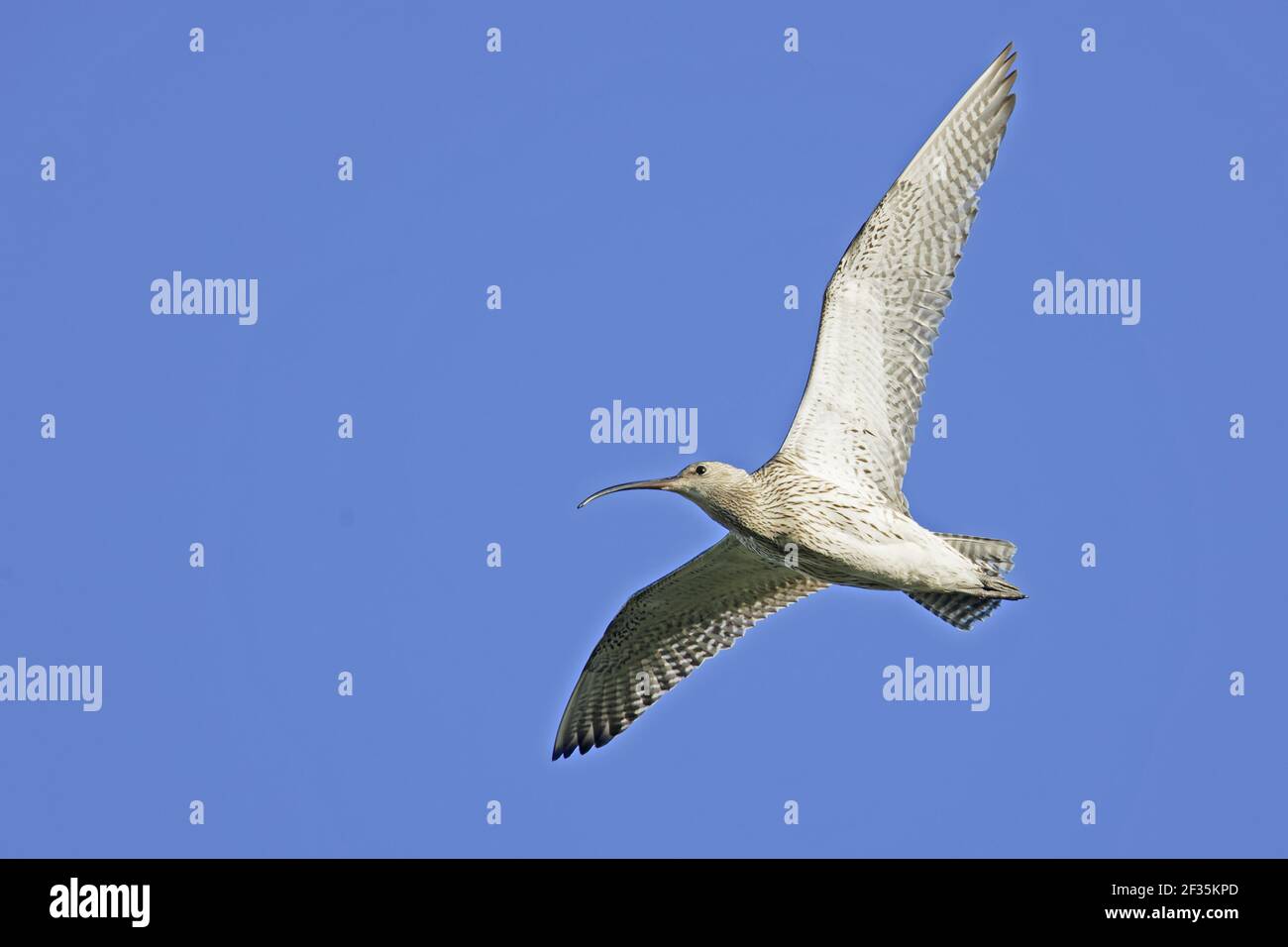 Flying curlew hi-res stock photography and images - Alamy