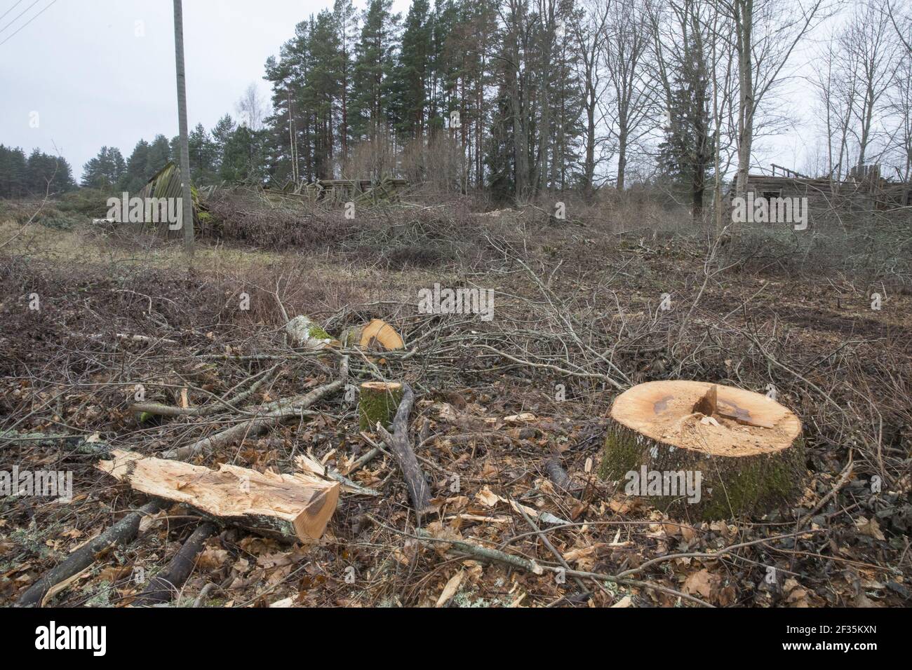 A lot of cut trees in a forest - deforestation concept Stock Photo - Alamy