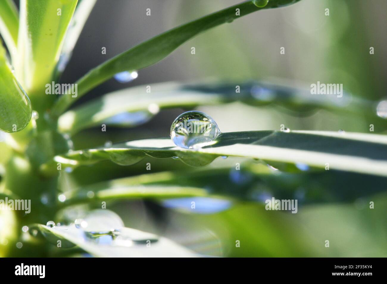 Wassertropfen gras hi-res stock photography and images - Alamy