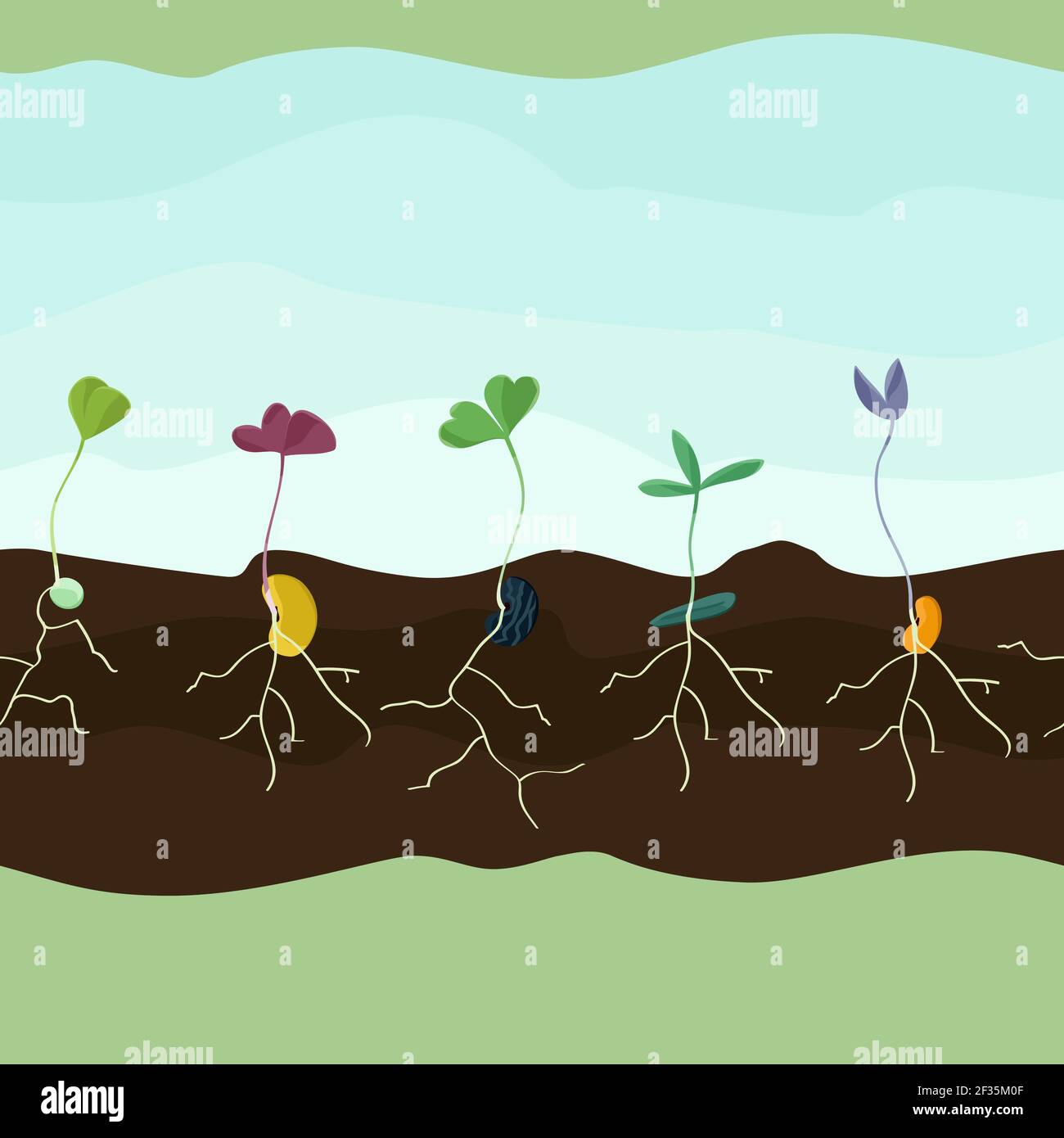 Growing seeds - vector background Stock Vector Image & Art - Alamy