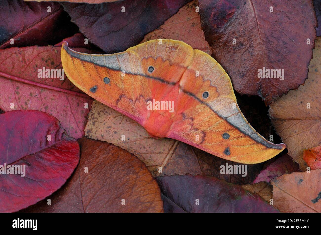Thai Cricula moth (Cricula jordani) Thailand, Credit:Robert Thompson ...
