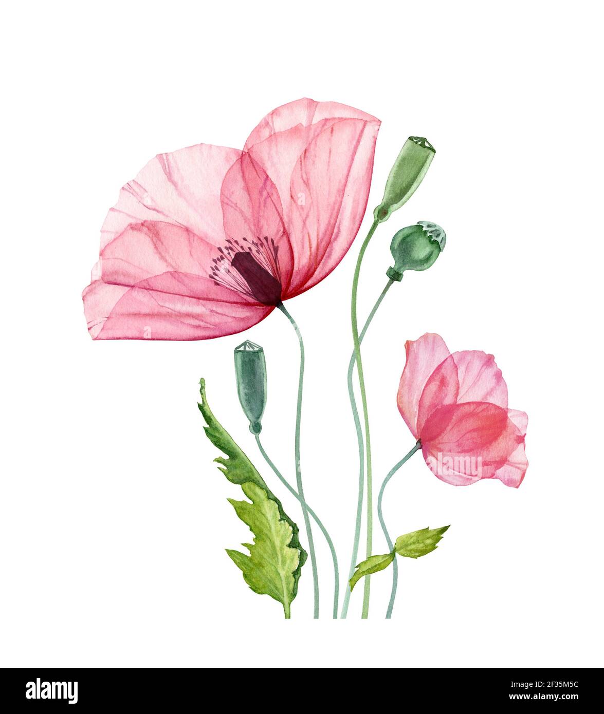 Watercolor Poppy Flowers