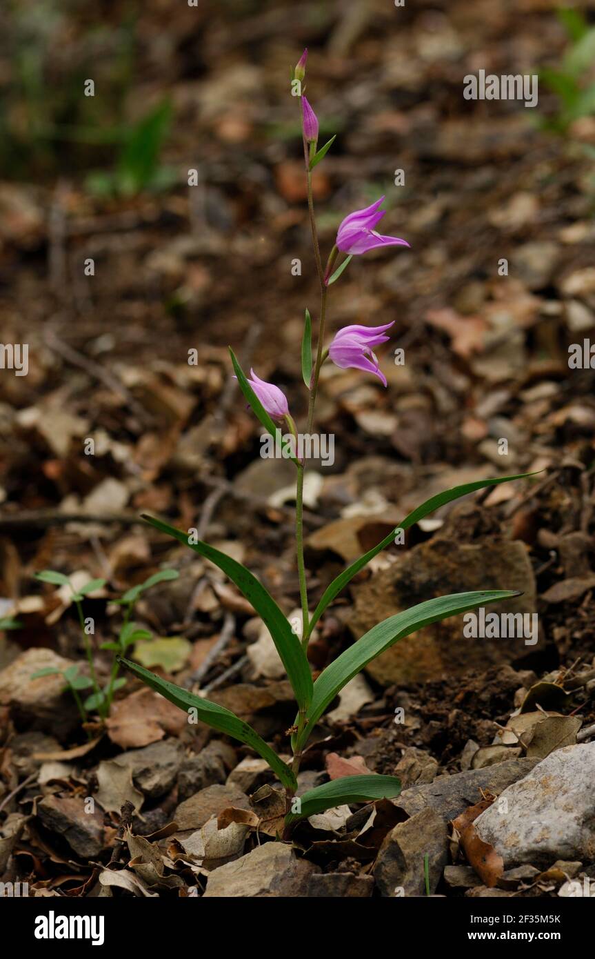 Red Helleborine, Cephalanthera rubra, Woodland slopes and track above ...