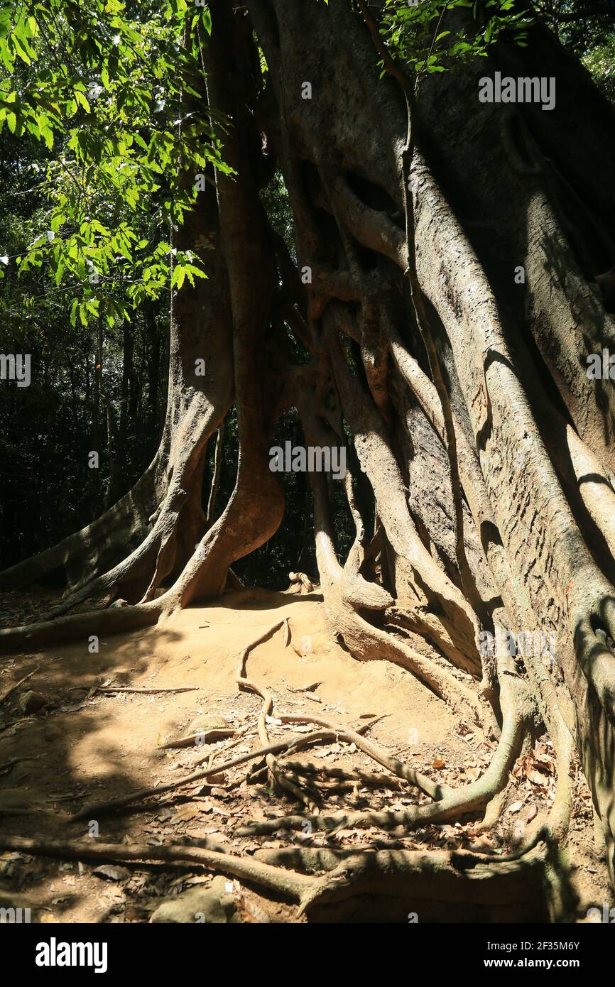 Fig tree exposed roots ficus hi-res stock photography and images - Alamy
