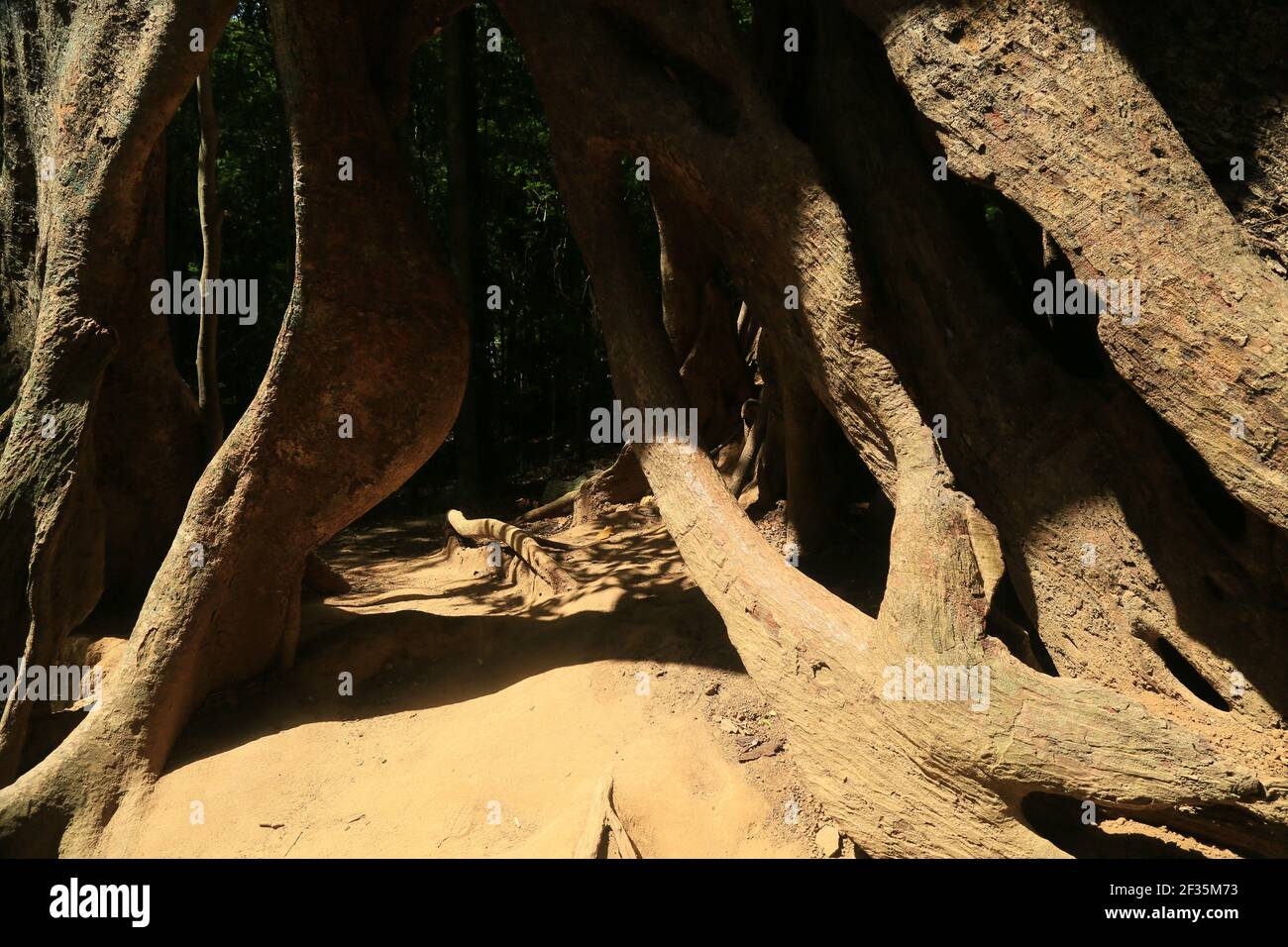 Fig tree exposed roots ficus hi-res stock photography and images - Alamy