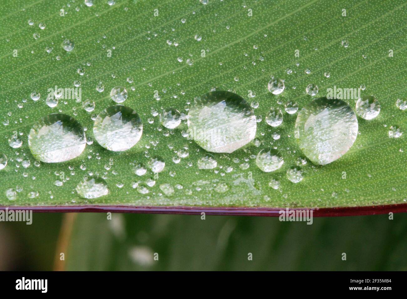 Wassertropfen gras hi-res stock photography and images - Alamy