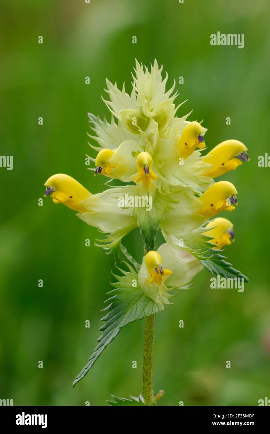 Rhinanthus Serotinus High Resolution Stock Photography and Images - Alamy