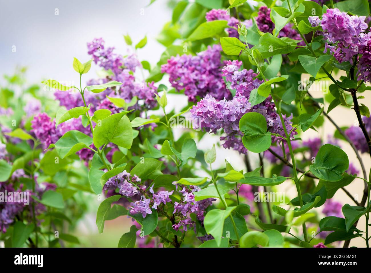 Lilac blooms. A beautiful bunch of lilac closeup Stock Photo - Alamy