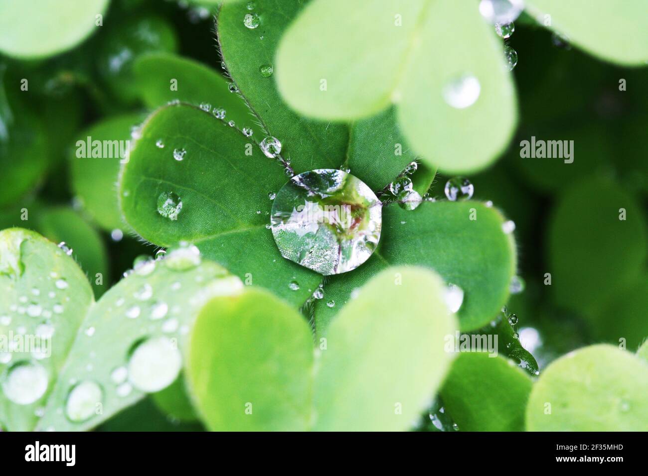 Wassertropfen regentropfen hi-res stock photography and images - Alamy