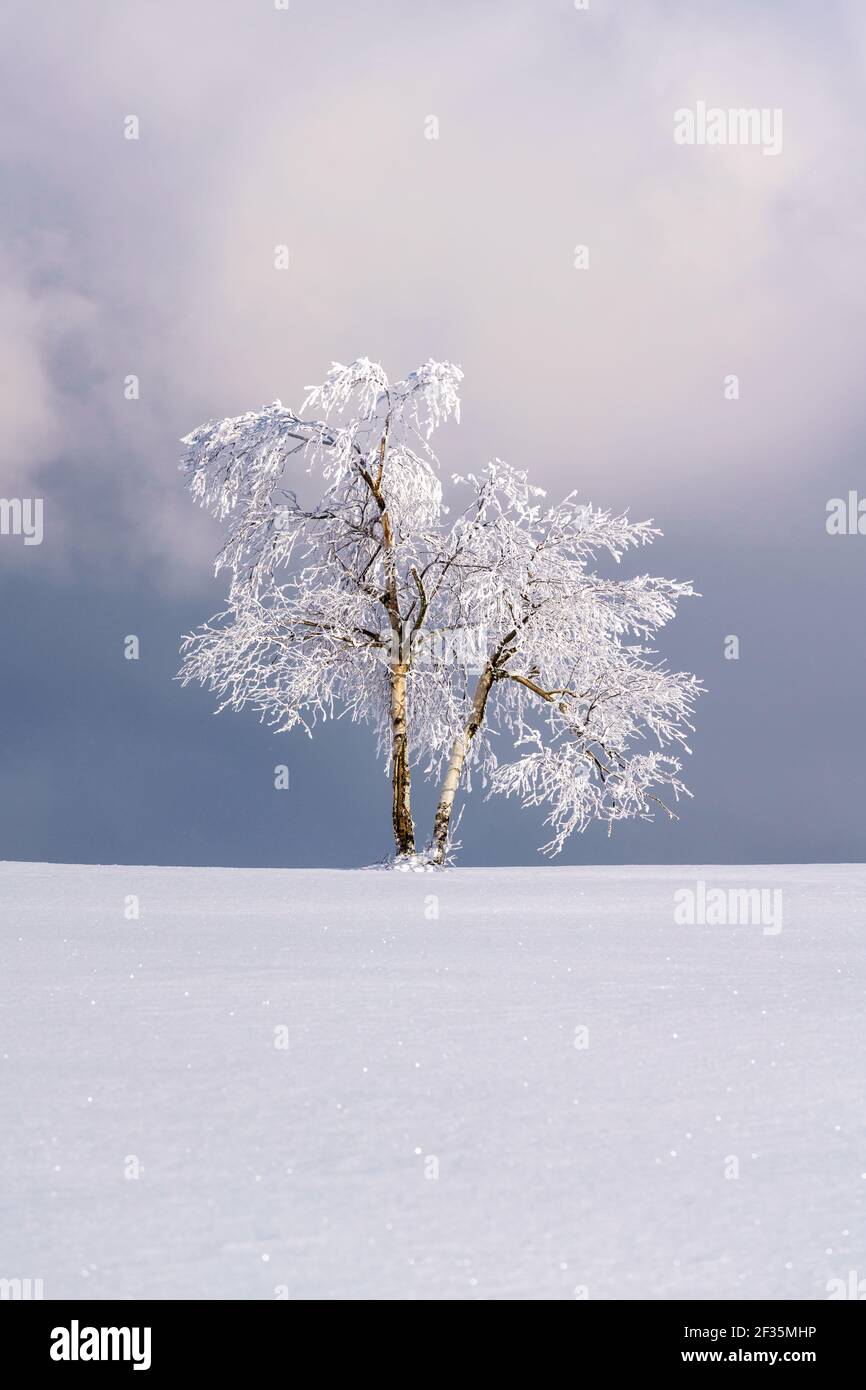 Lonely snowy tree in a dreamlike winter landscape. A very calm and ...