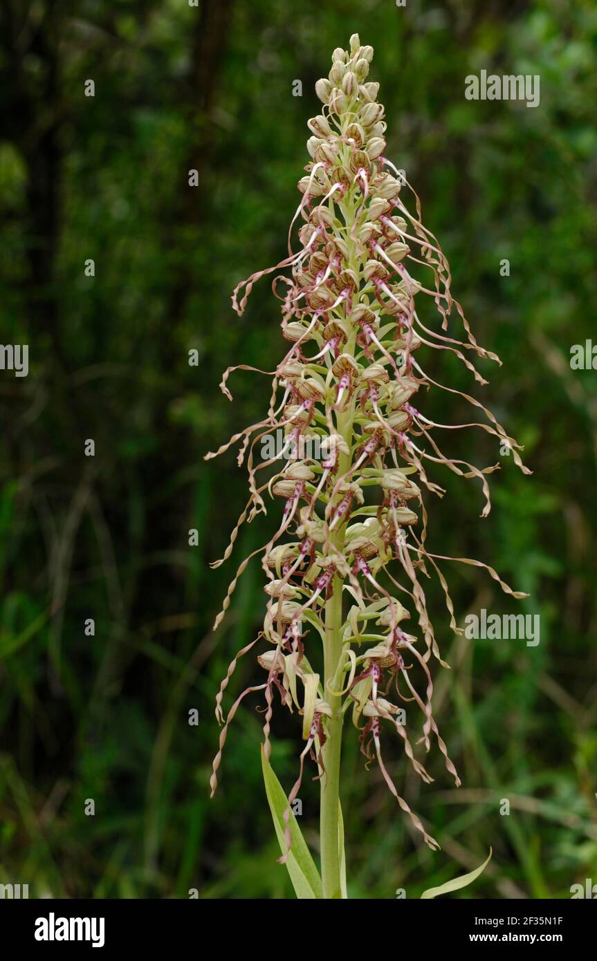 Lizard Orchid (Himantoglossum hircinum), Credit:Robert Thompson ...