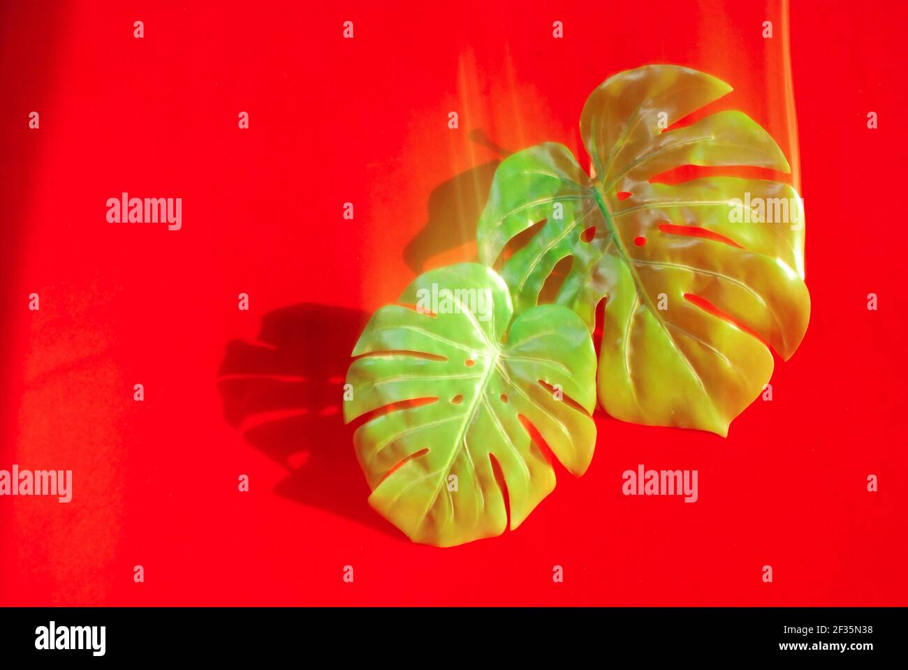 beautiful trendy tropical leaves with bright reflection, shadows on red ...