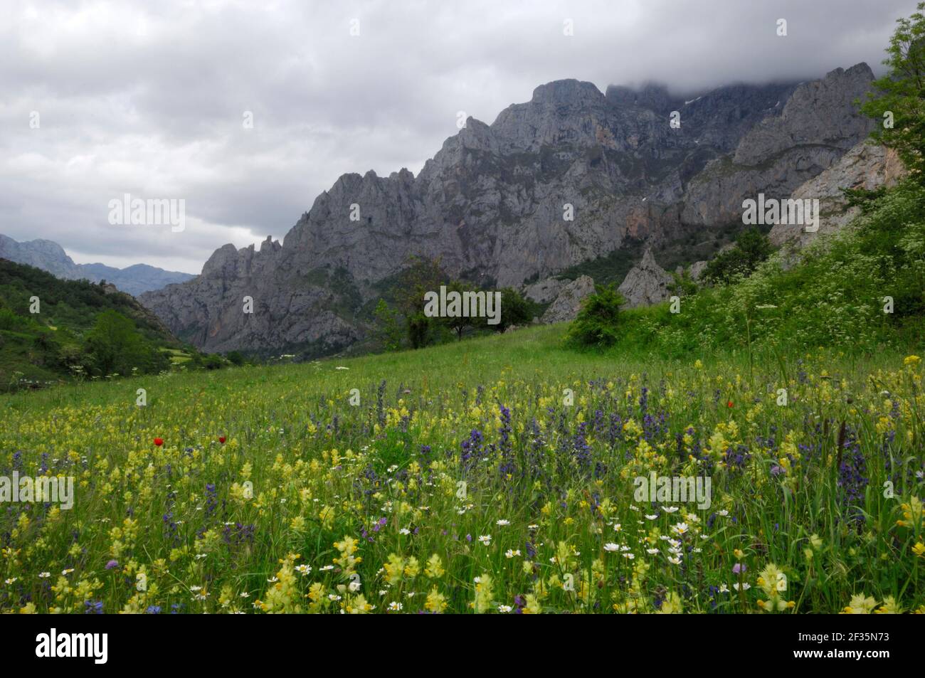 Hay Meadows on roadside between Posada de Valdon and Cordinanes, Spain ...