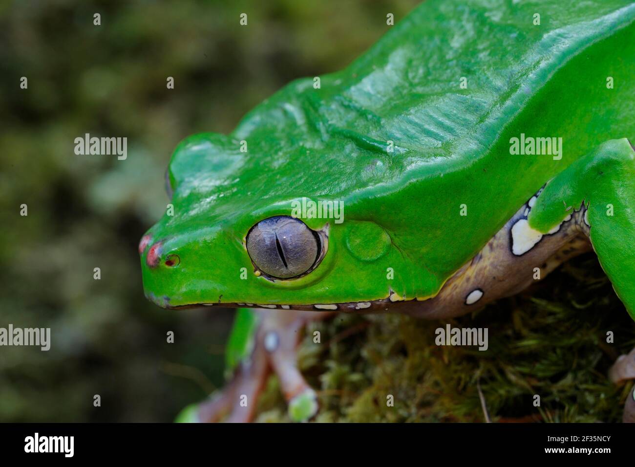 Monkey frogs phyllomedusa bicolor hi-res stock photography and images ...