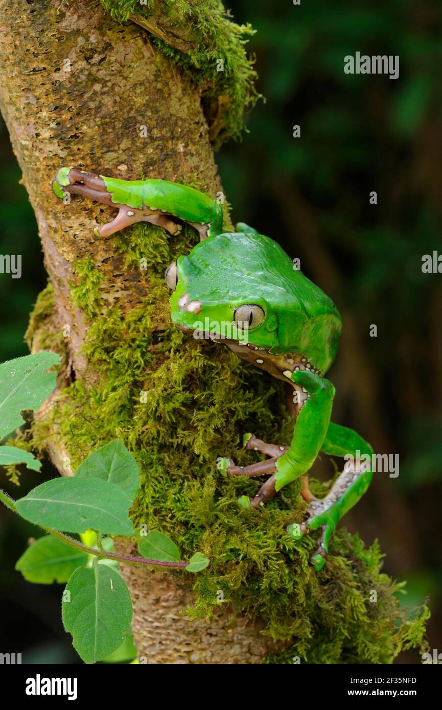 Giant Waxy Monkey Frog, Phyllomedusa bicolor, Argentina, South America ...