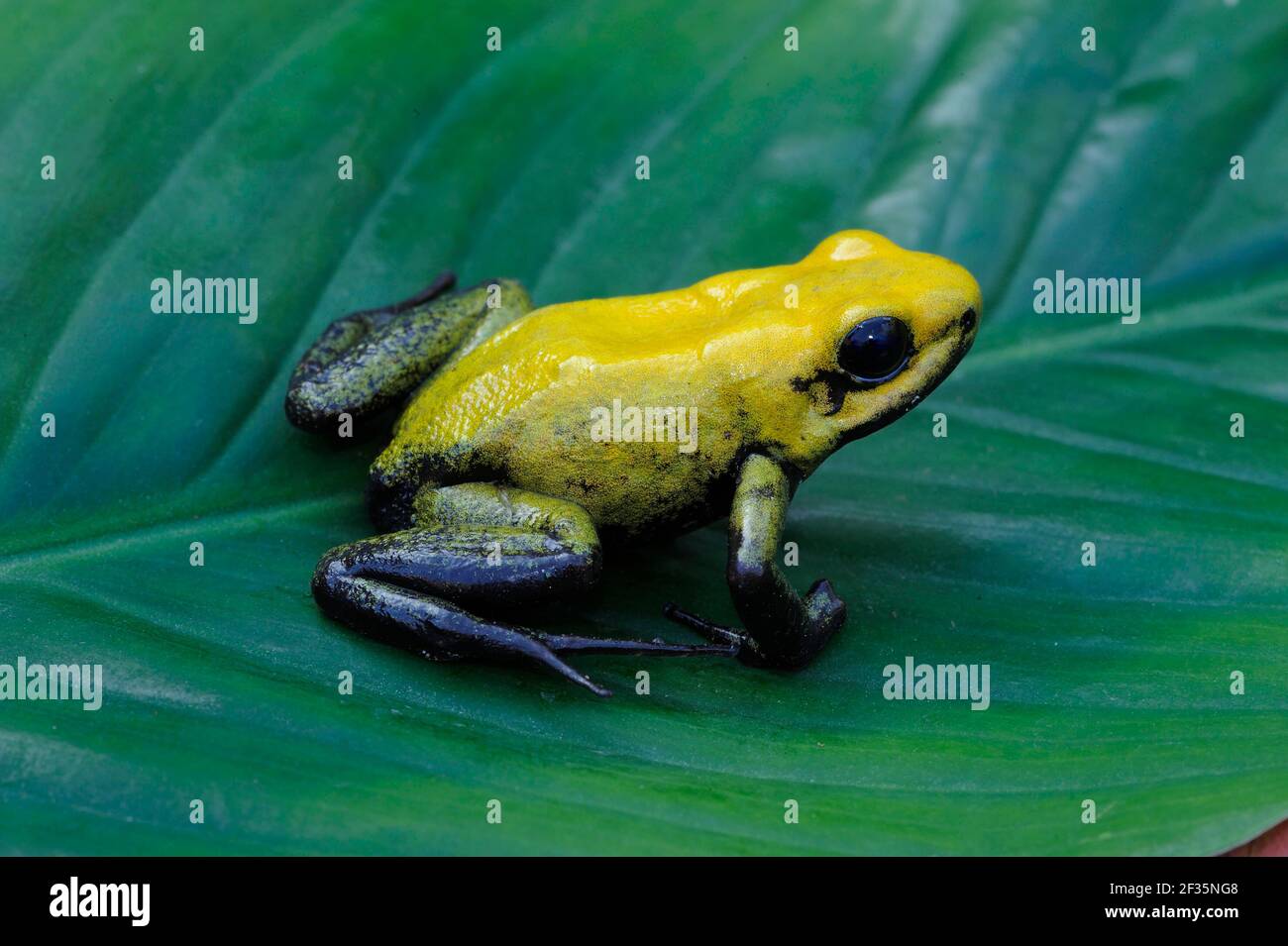 Black Leg Poison Arrow Frog, Phyllobates bicolor, Costa Rica, Central ...