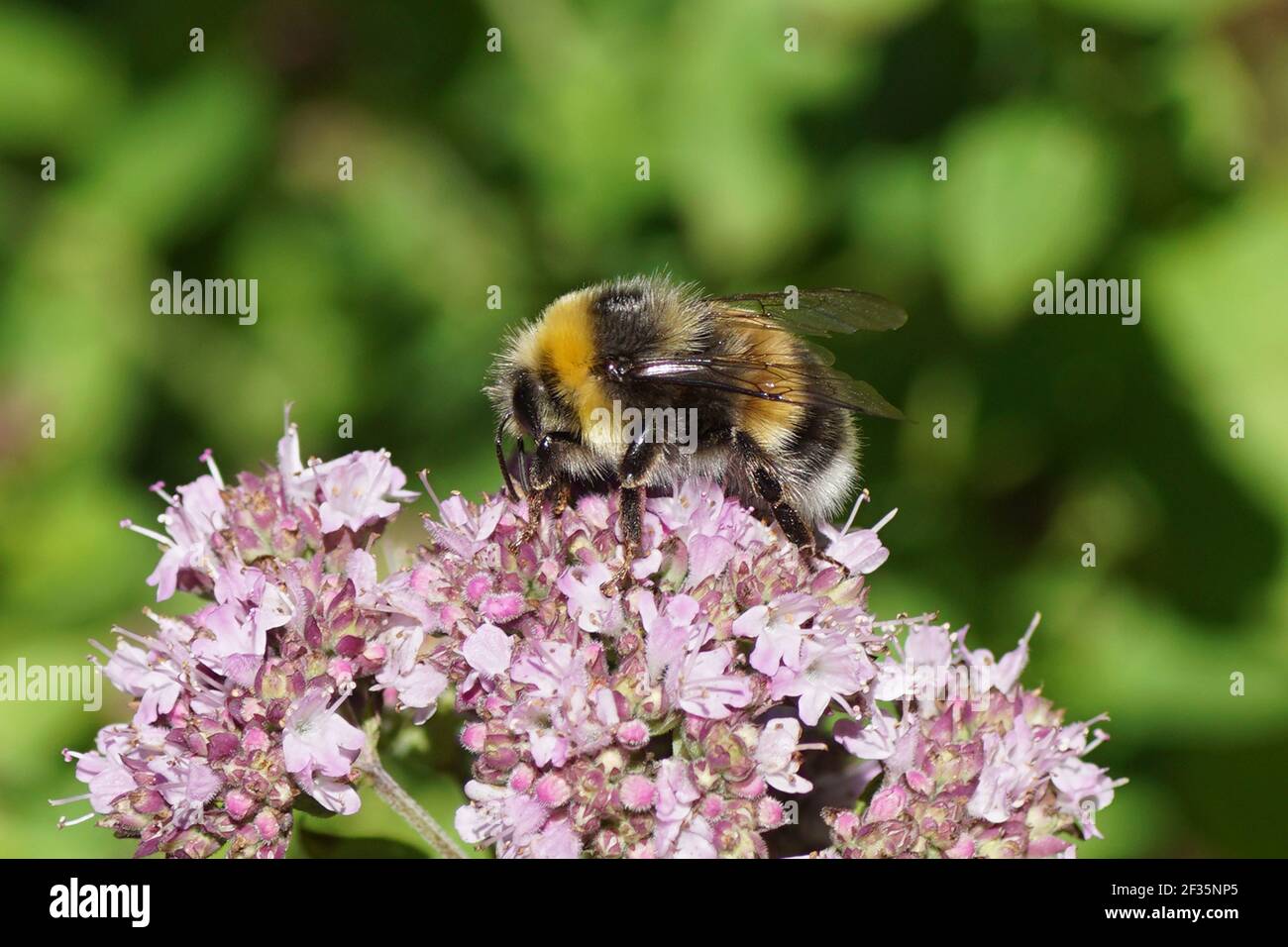 Family labiatae lamiaceae hi-res stock photography and images - Alamy