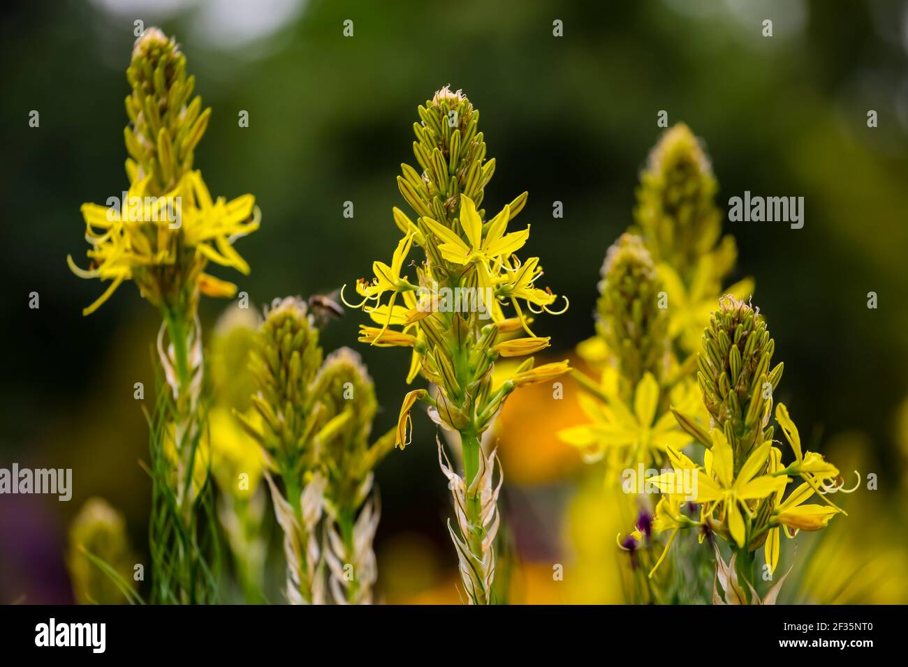 Yellow flowers of Bulbine lily (Bulbine bulbosa) in the garden Stock ...