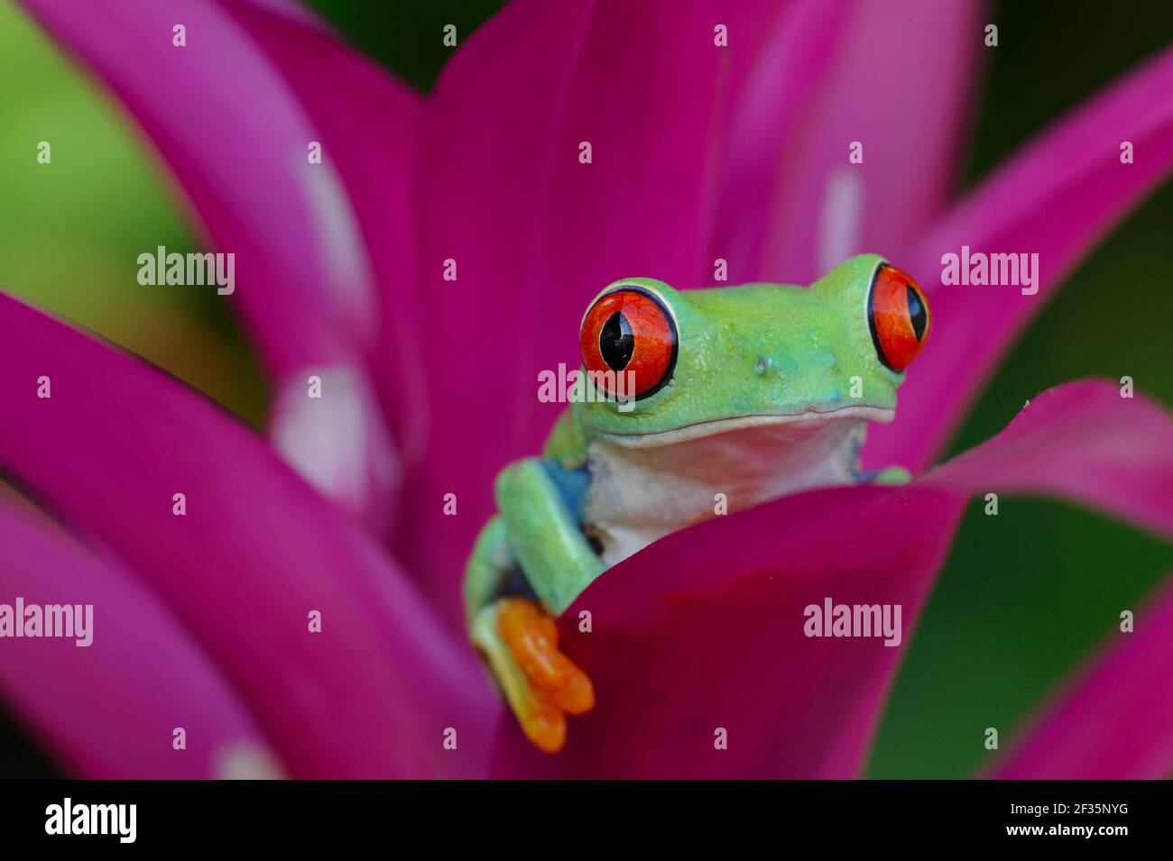 Red-eyed Tree Frog, Agalychnis callidryas, Nicaragua area, Central ...