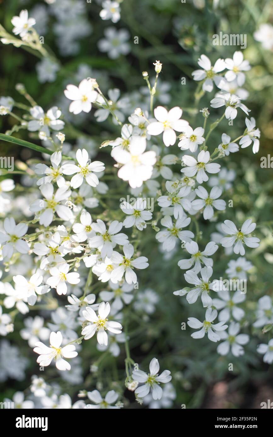 Hornwort hi-res stock photography and images - Alamy
