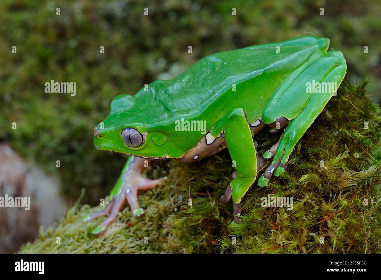 Giant Waxy Monkey Frog, Phyllomedusa bicolor, Argentina, South America ...
